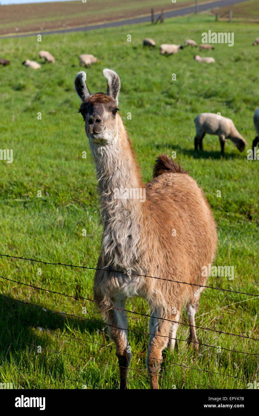 Lama animale immagini e fotografie stock ad alta risoluzione - Alamy