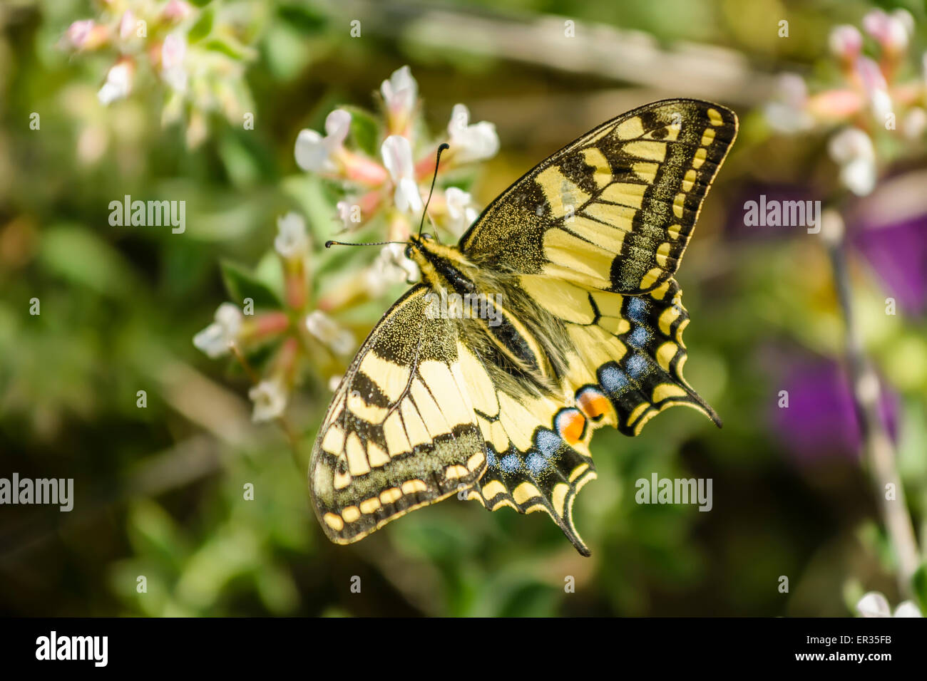 Family papilionidae immagini e fotografie stock ad alta risoluzione - Alamy