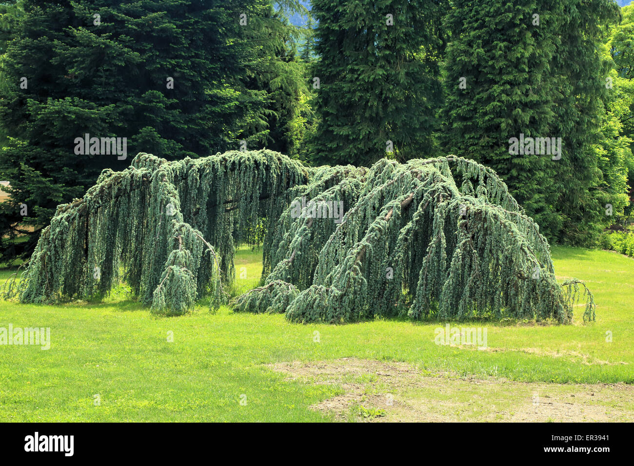 Piangendo blu cedro atlas, Cedrus atlantica, Glauca Pendula Foto stock ...