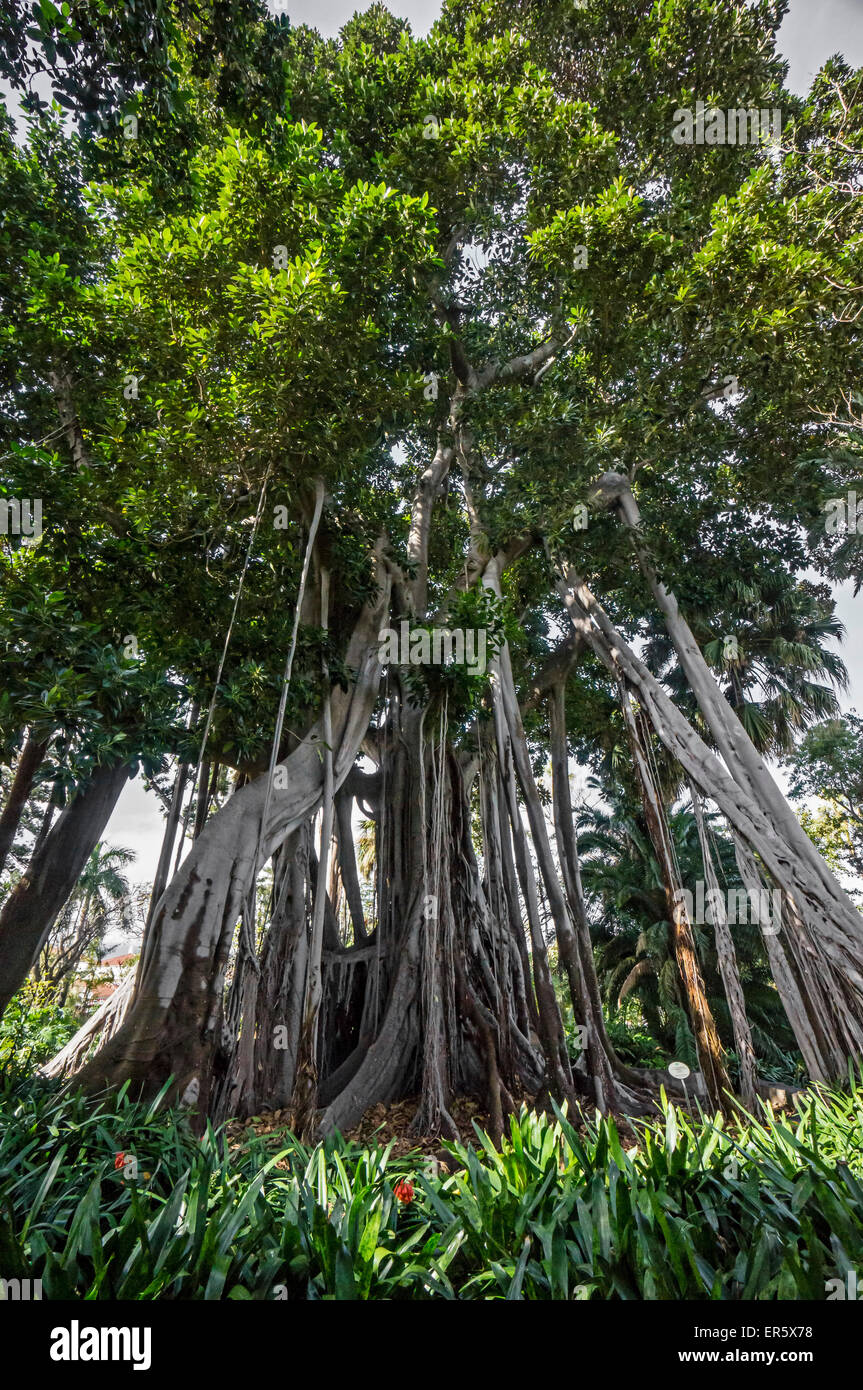 Moreton bay fig immagini e fotografie stock ad alta risoluzione - Alamy
