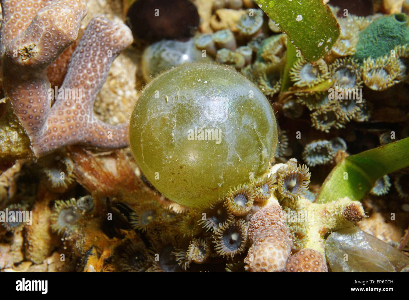 Valonia algae immagini e fotografie stock ad alta risoluzione - Alamy