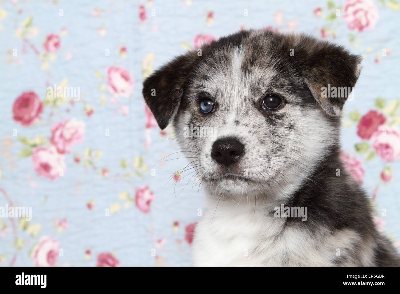 Cucciolo strabico immagini e fotografie stock ad alta risoluzione - Alamy