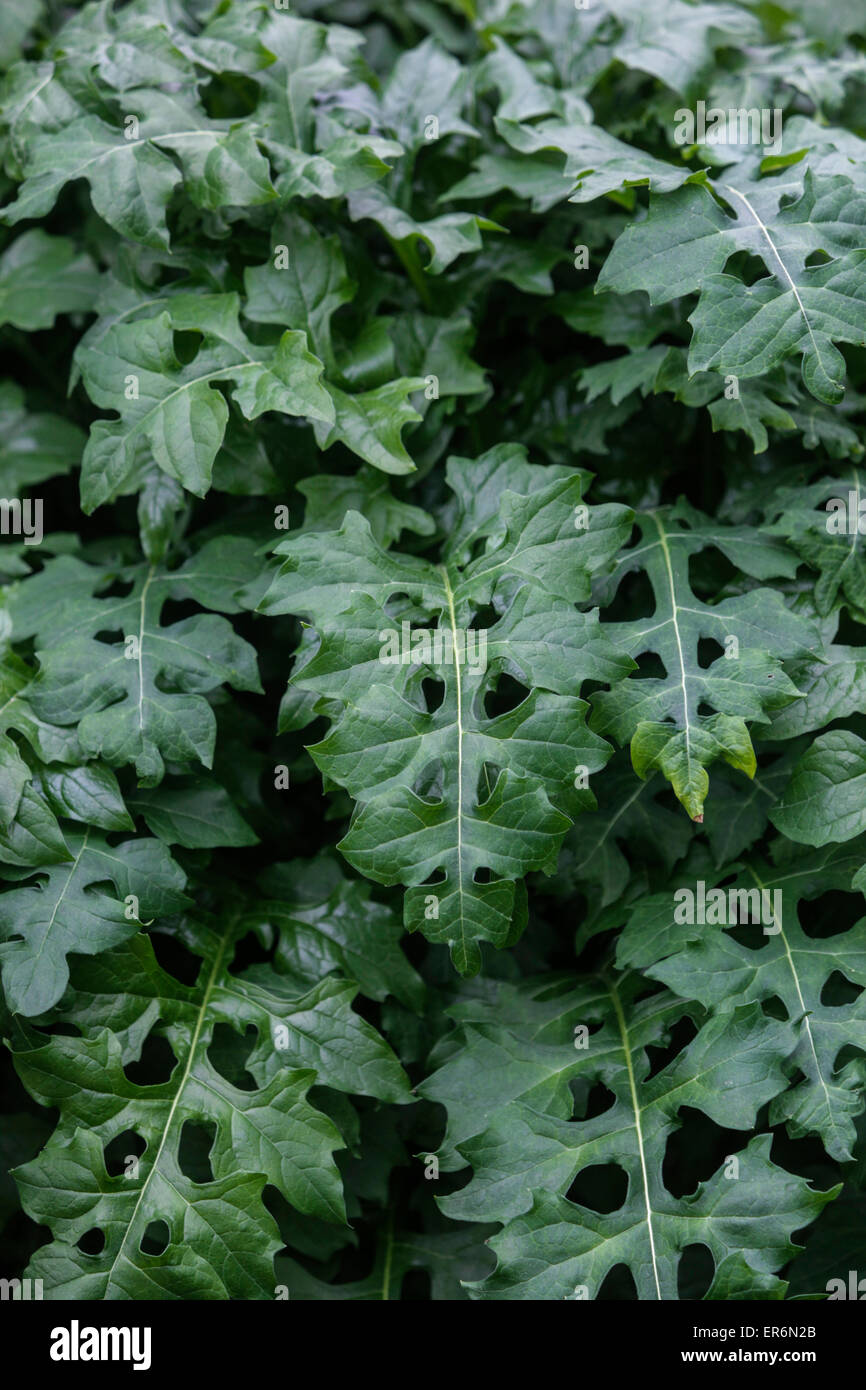 Acanthus leaf immagini e fotografie stock ad alta risoluzione - Alamy