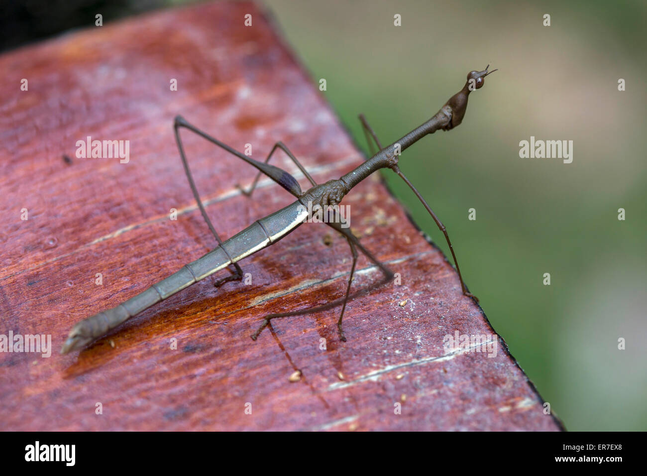 Insetto stecco immagini e fotografie stock ad alta risoluzione - Alamy
