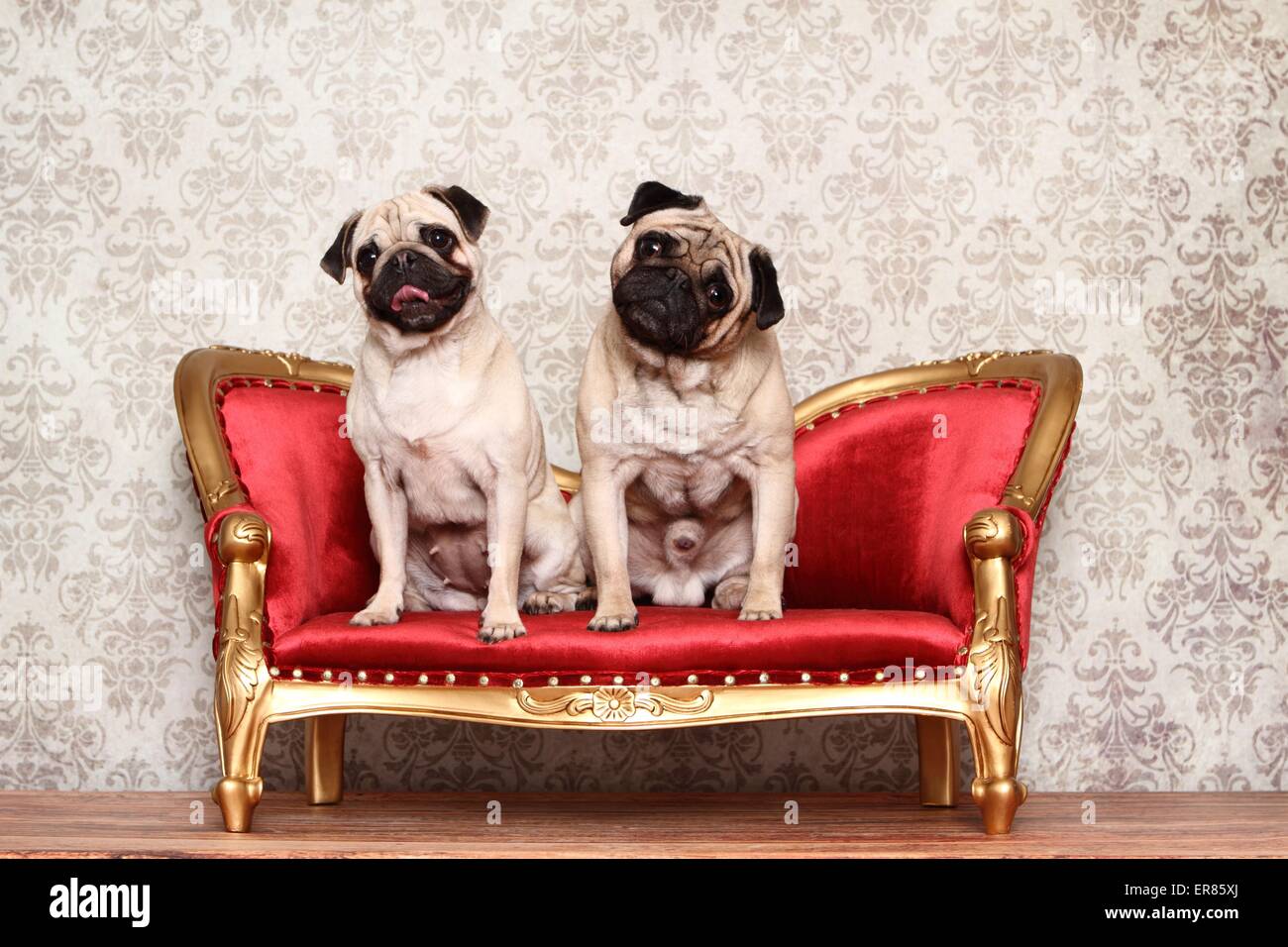 Due carlini immagini e fotografie stock ad alta risoluzione - Alamy