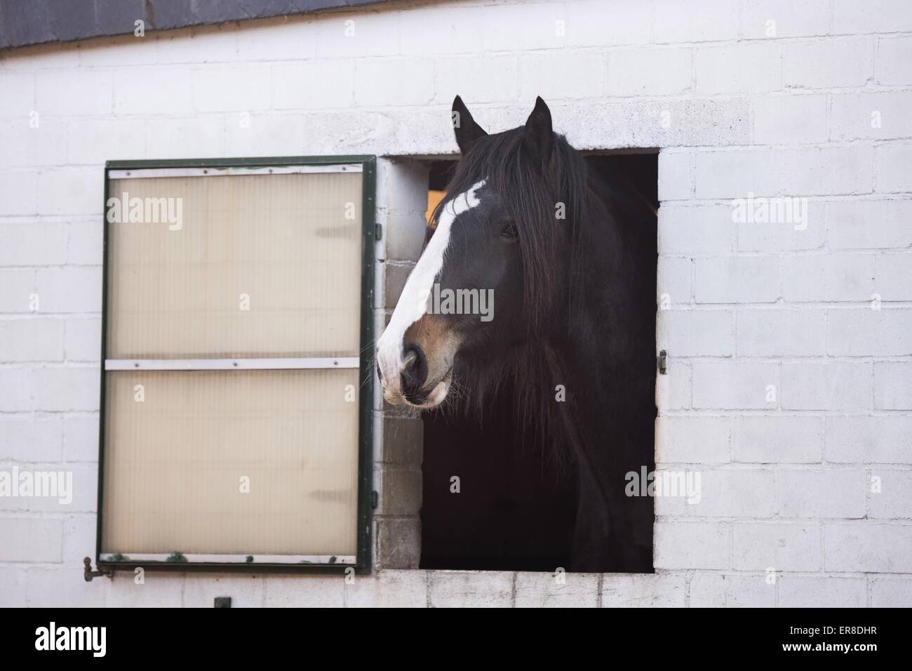 Shire cavallo immagini e fotografie stock ad alta risoluzione - Alamy