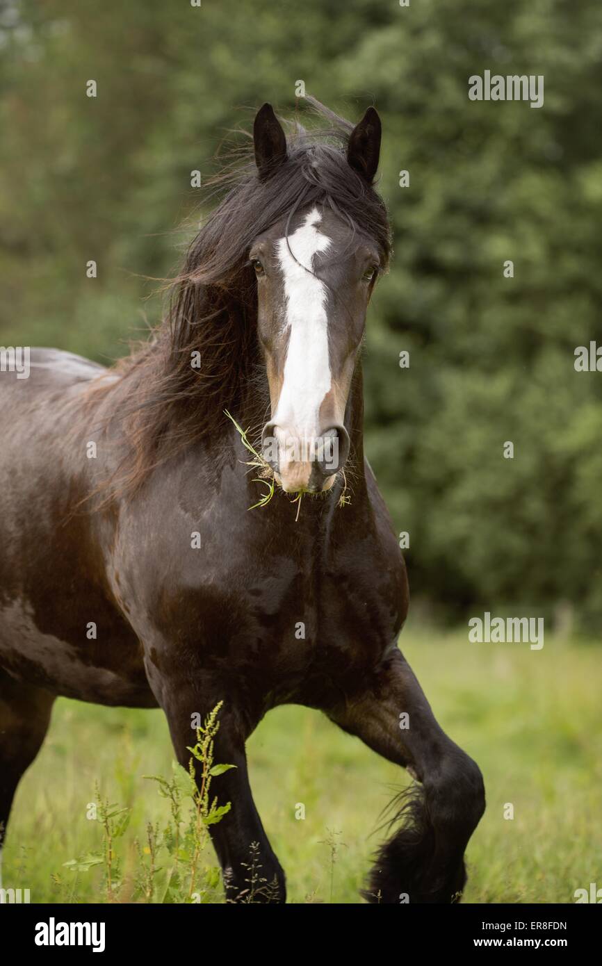 Shire horse immagini e fotografie stock ad alta risoluzione - Alamy