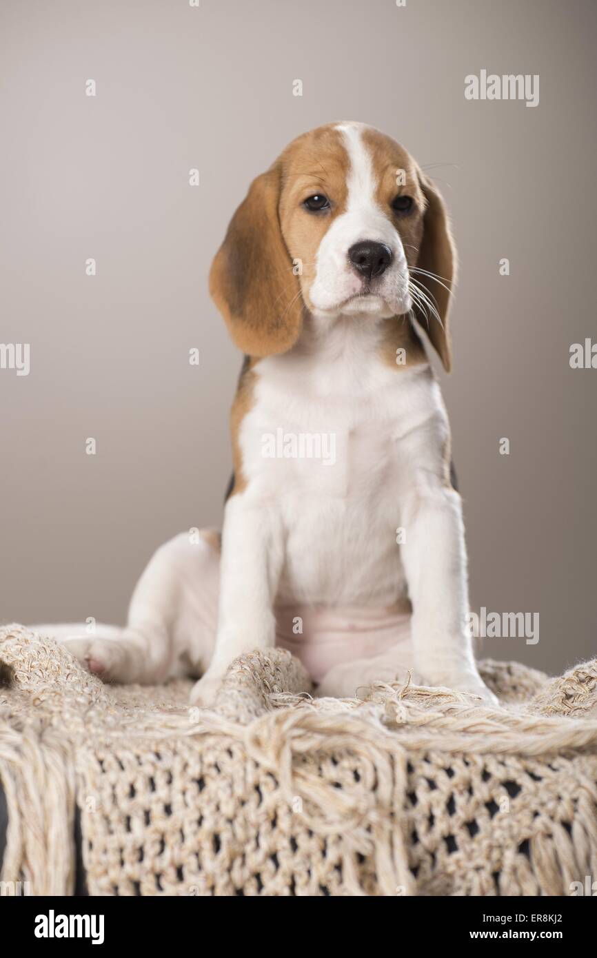 Cucciolo cane beagle canino cane immagini e fotografie stock ad alta ...