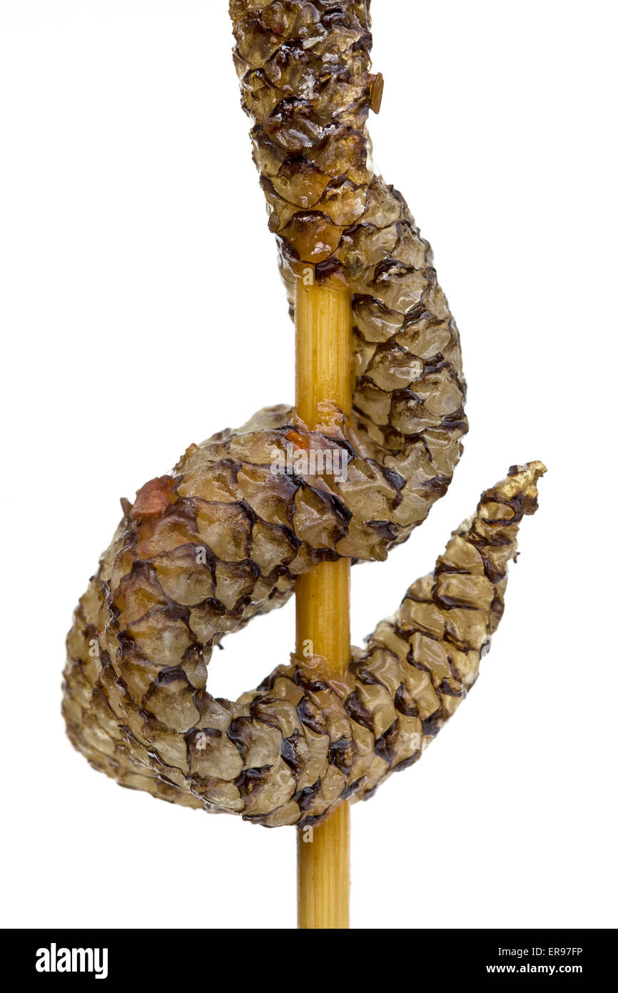 Serpente cotto in vendita al mercato notturno di Wangfujing a Pechino ...
