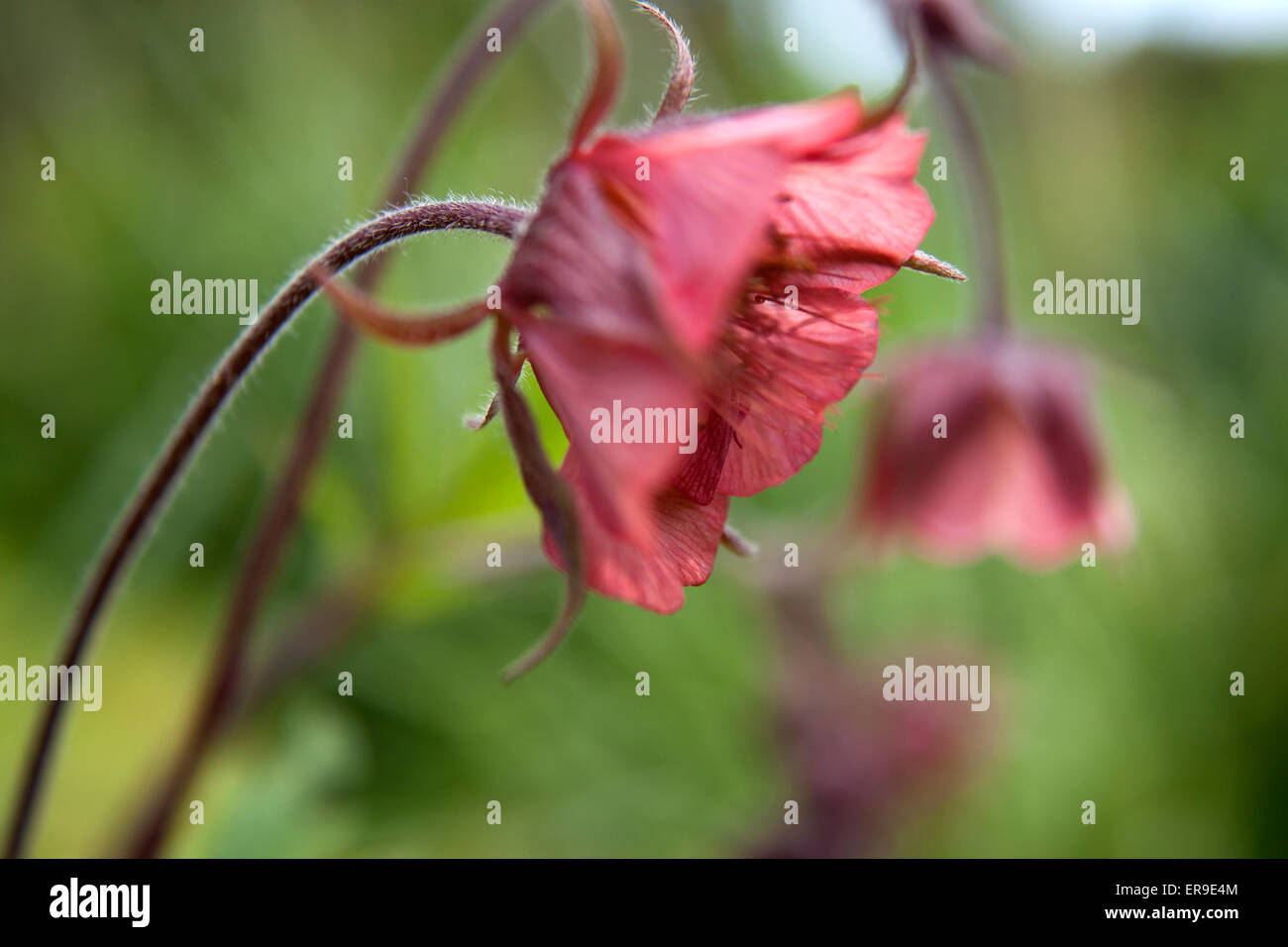 Delicati fiori rosa e rossi immagini e fotografie stock ad alta ...