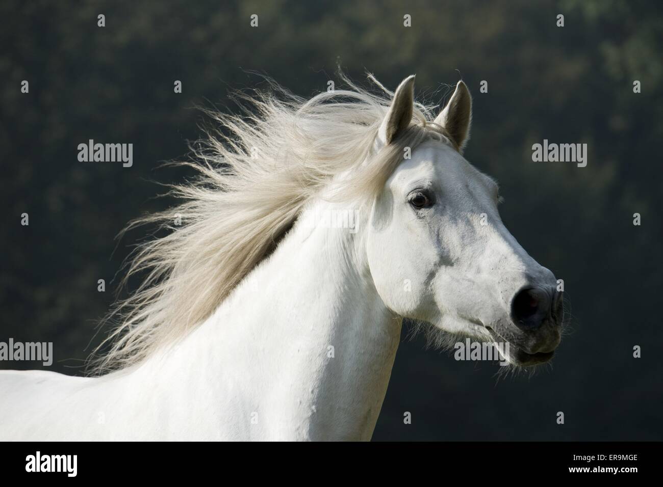 Cavallo andaluso bianco immagini e fotografie stock ad alta risoluzione ...