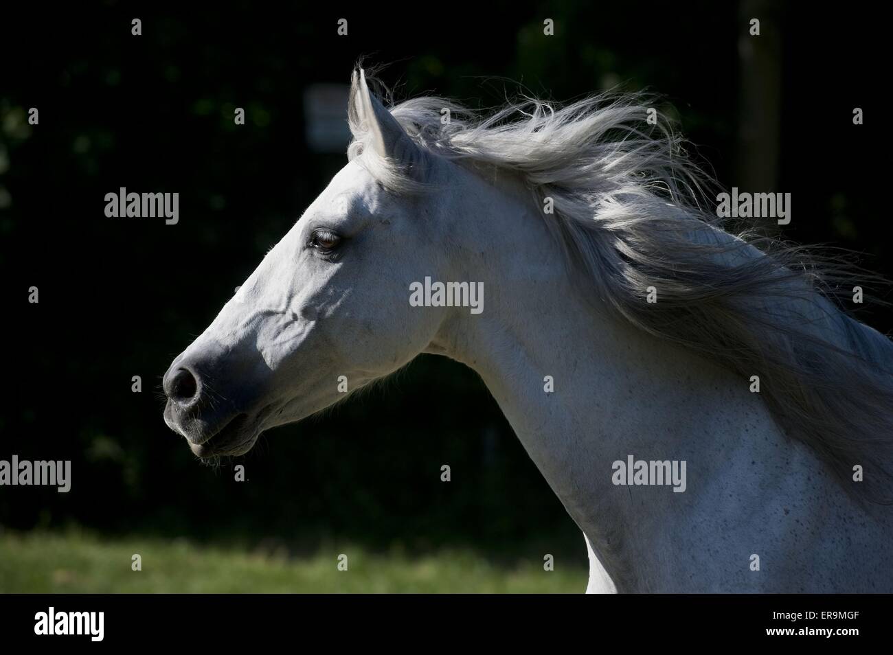 Cavallo andaluso bianco immagini e fotografie stock ad alta risoluzione ...