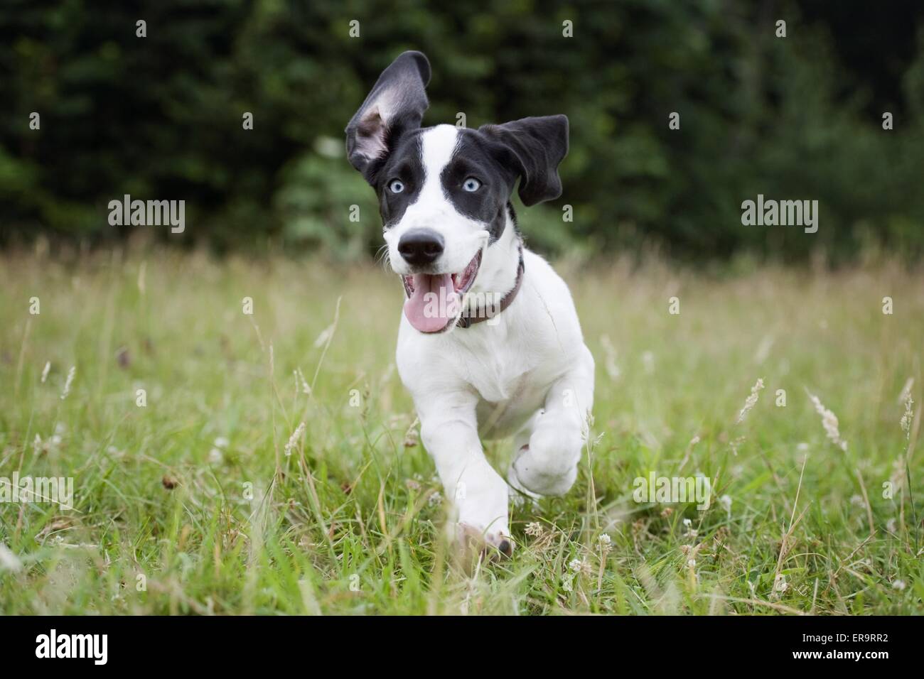 Cucciolo strabico immagini e fotografie stock ad alta risoluzione - Alamy