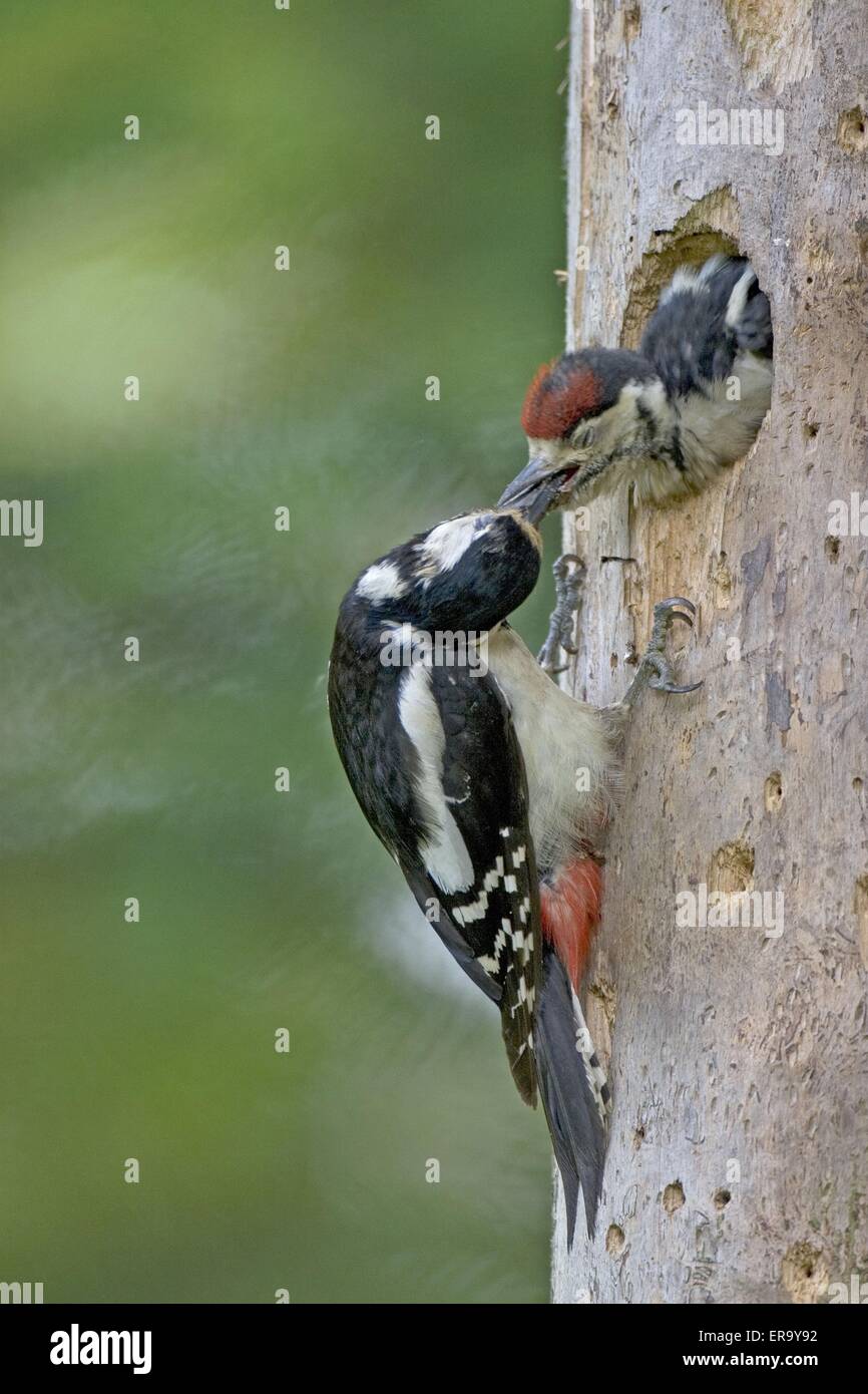 Picchio rosso maggiore immaturo immagini e fotografie stock ad alta ...