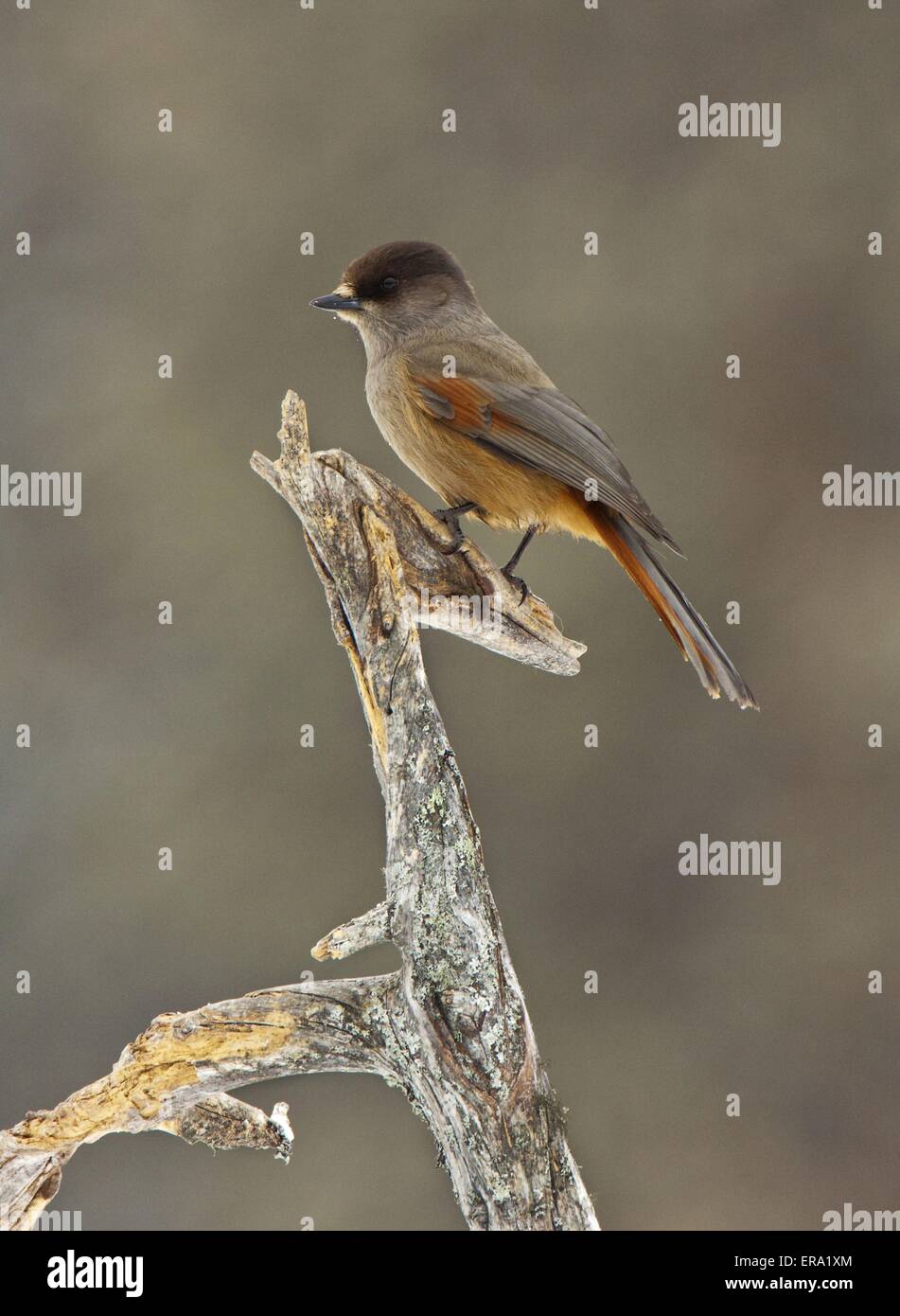 Siberian jay perisoreus infaustus adulto immagini e fotografie stock ad ...