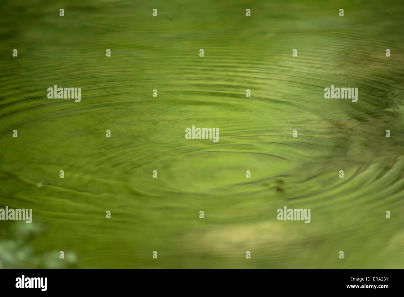 Ripple circle in the water immagini e fotografie stock ad alta ...