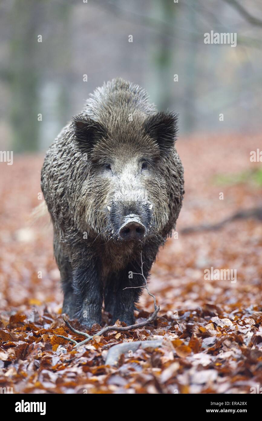 Selvaggio cinghiale immagini e fotografie stock ad alta risoluzione - Alamy