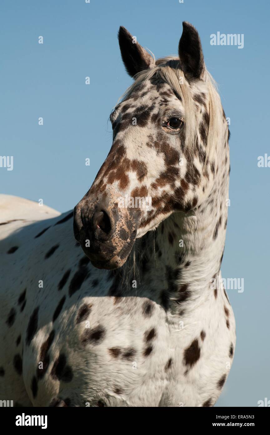 Knabstrupper horse immagini e fotografie stock ad alta risoluzione - Alamy