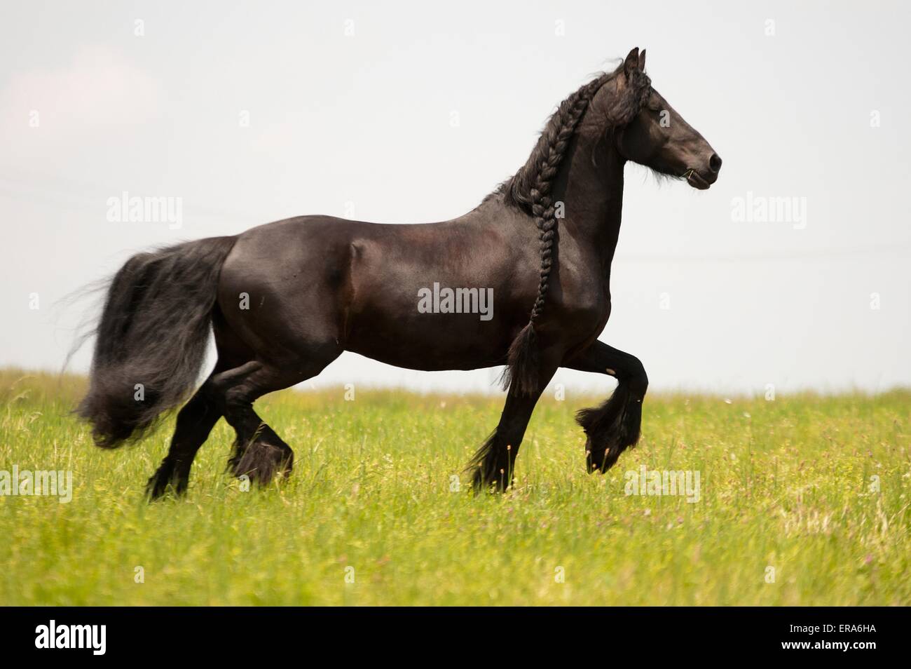 Cavallo con treccia immagini e fotografie stock ad alta risoluzione - Alamy