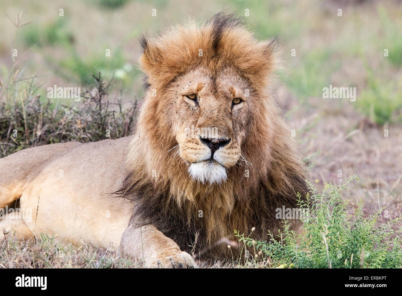 Preda leone adulto immagini e fotografie stock ad alta risoluzione - Alamy