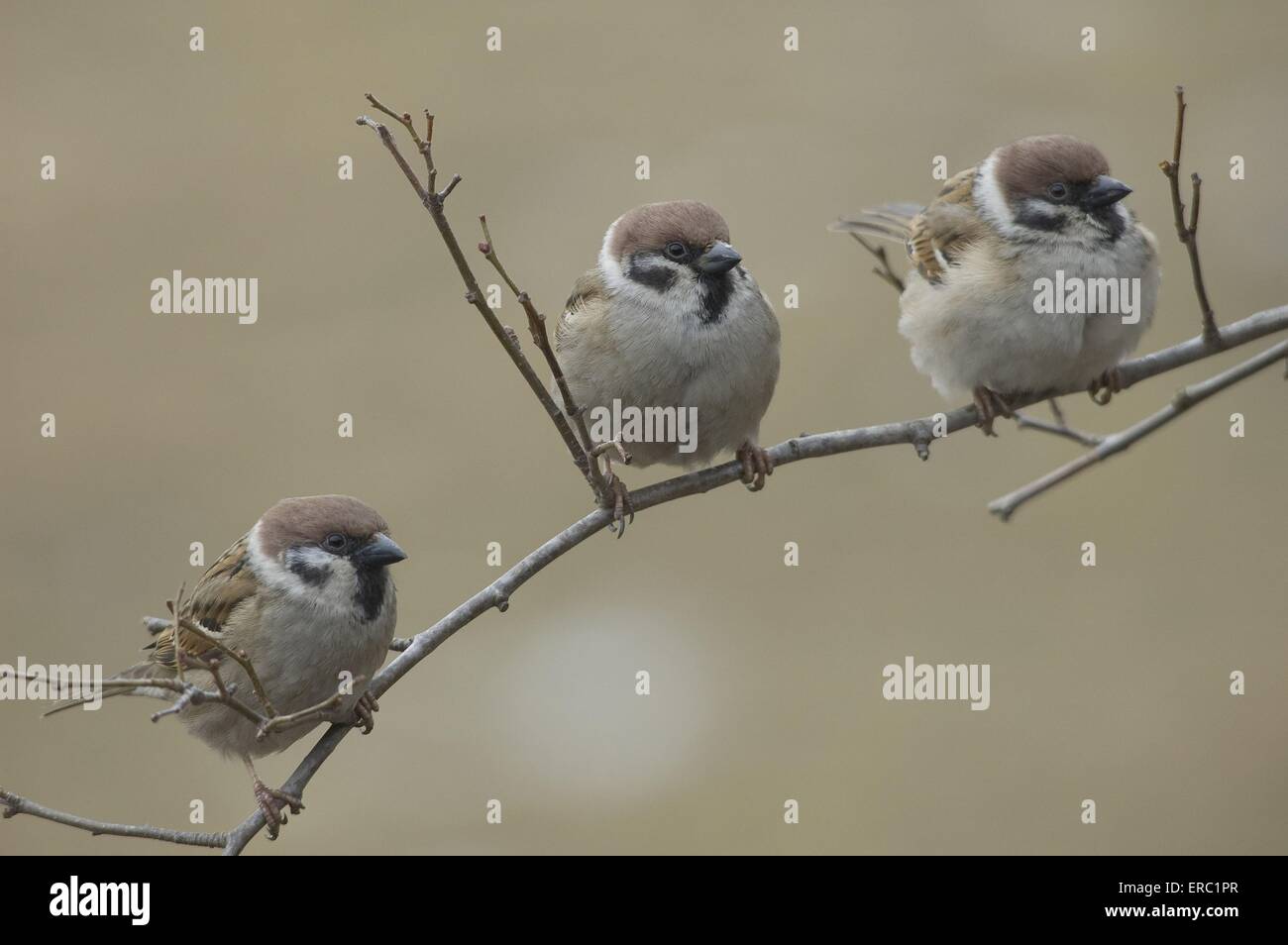Passeriformes passeri immagini e fotografie stock ad alta risoluzione ...