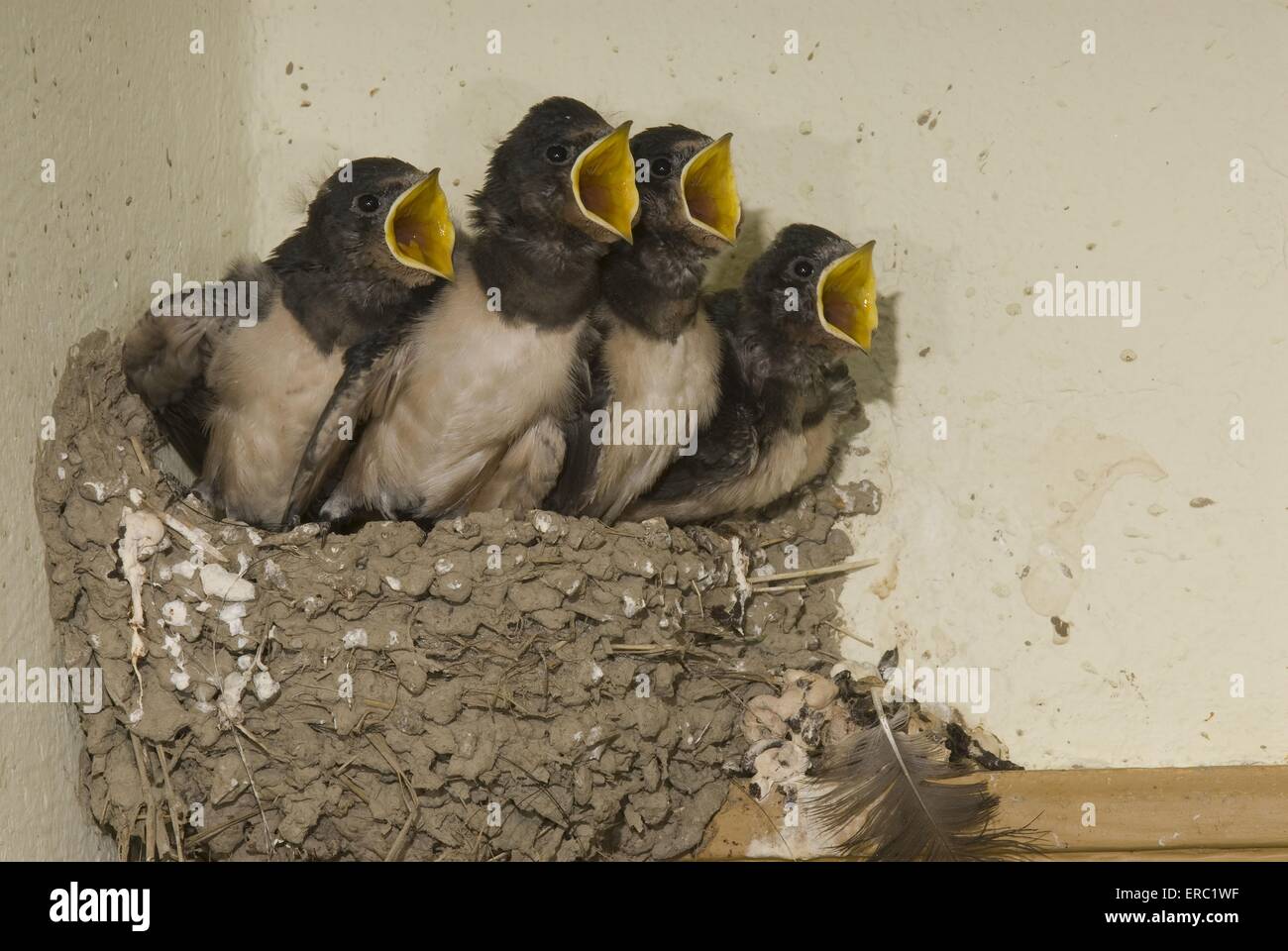 Nidi Di Rondine Immagini e Fotos Stock - Alamy