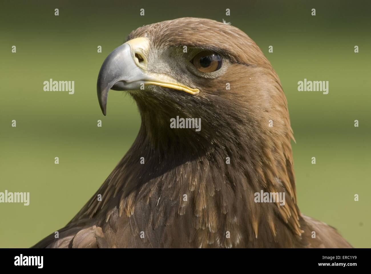 Aquila reale immagini e fotografie stock ad alta risoluzione - Alamy