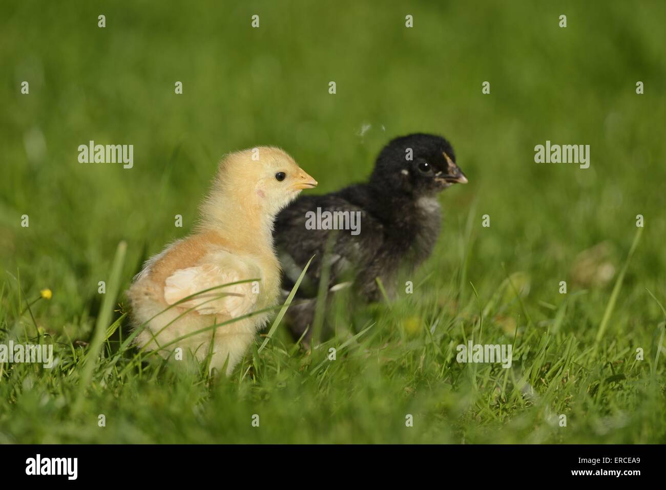 Pulcini scuri immagini e fotografie stock ad alta risoluzione - Alamy