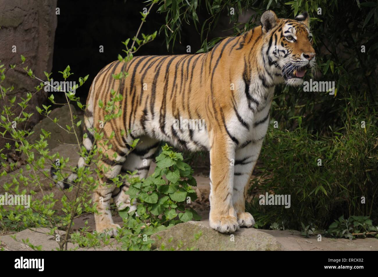 Tigre ansimante immagini e fotografie stock ad alta risoluzione - Alamy