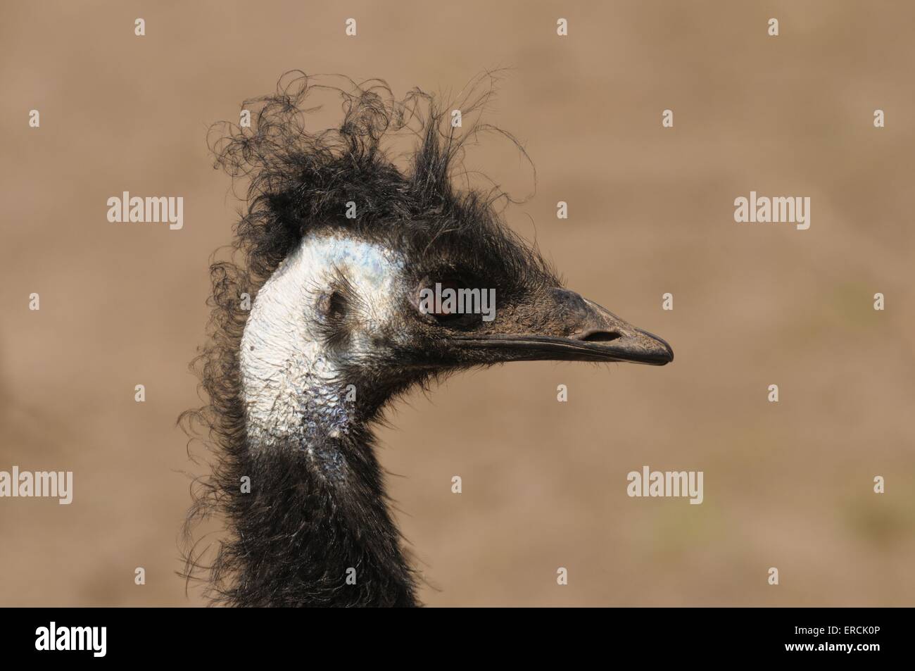 Teste di struzzo immagini e fotografie stock ad alta risoluzione - Alamy