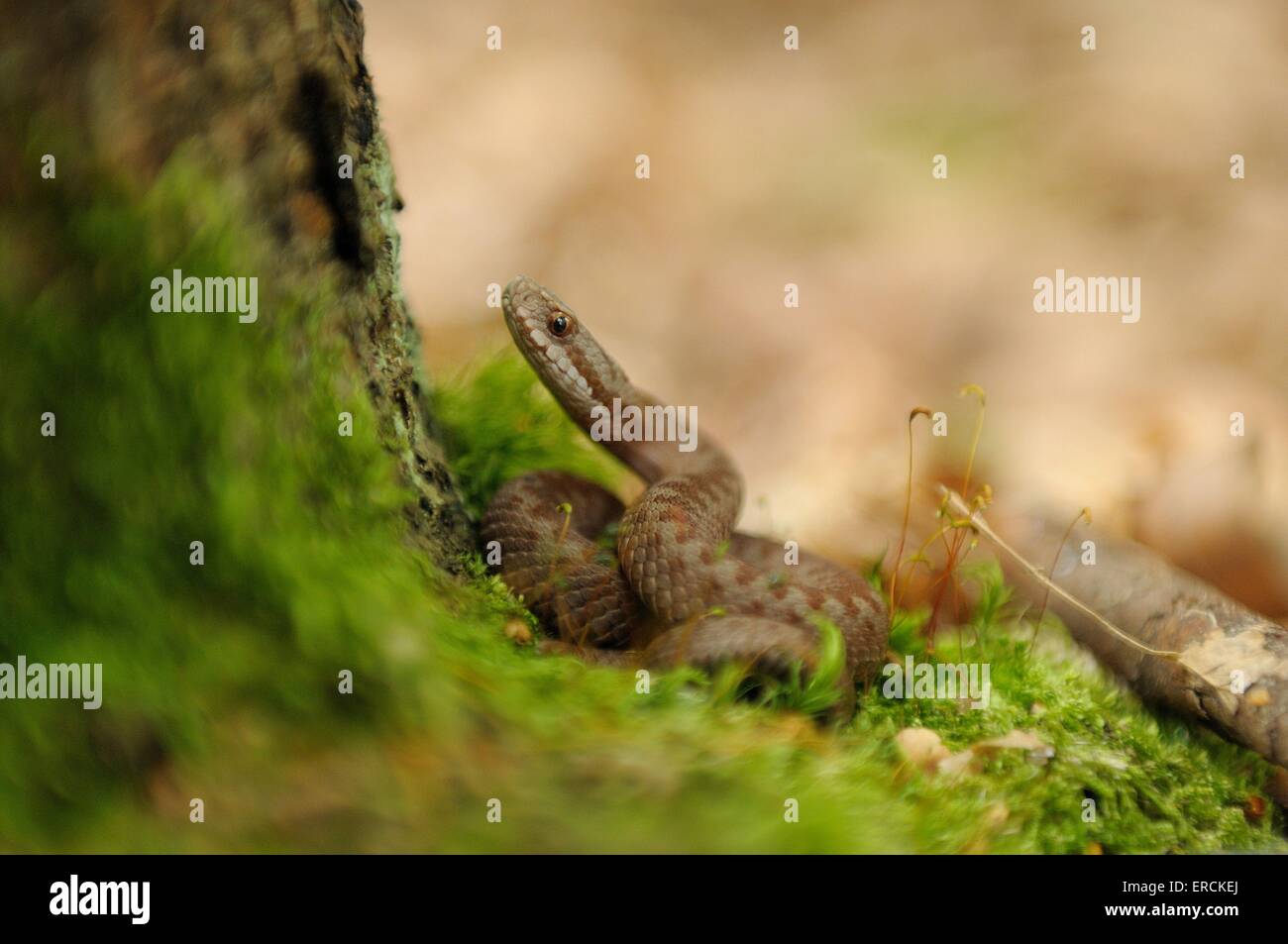 Animali animali rettili rettili serpente serpenti serpenti serpenti ...