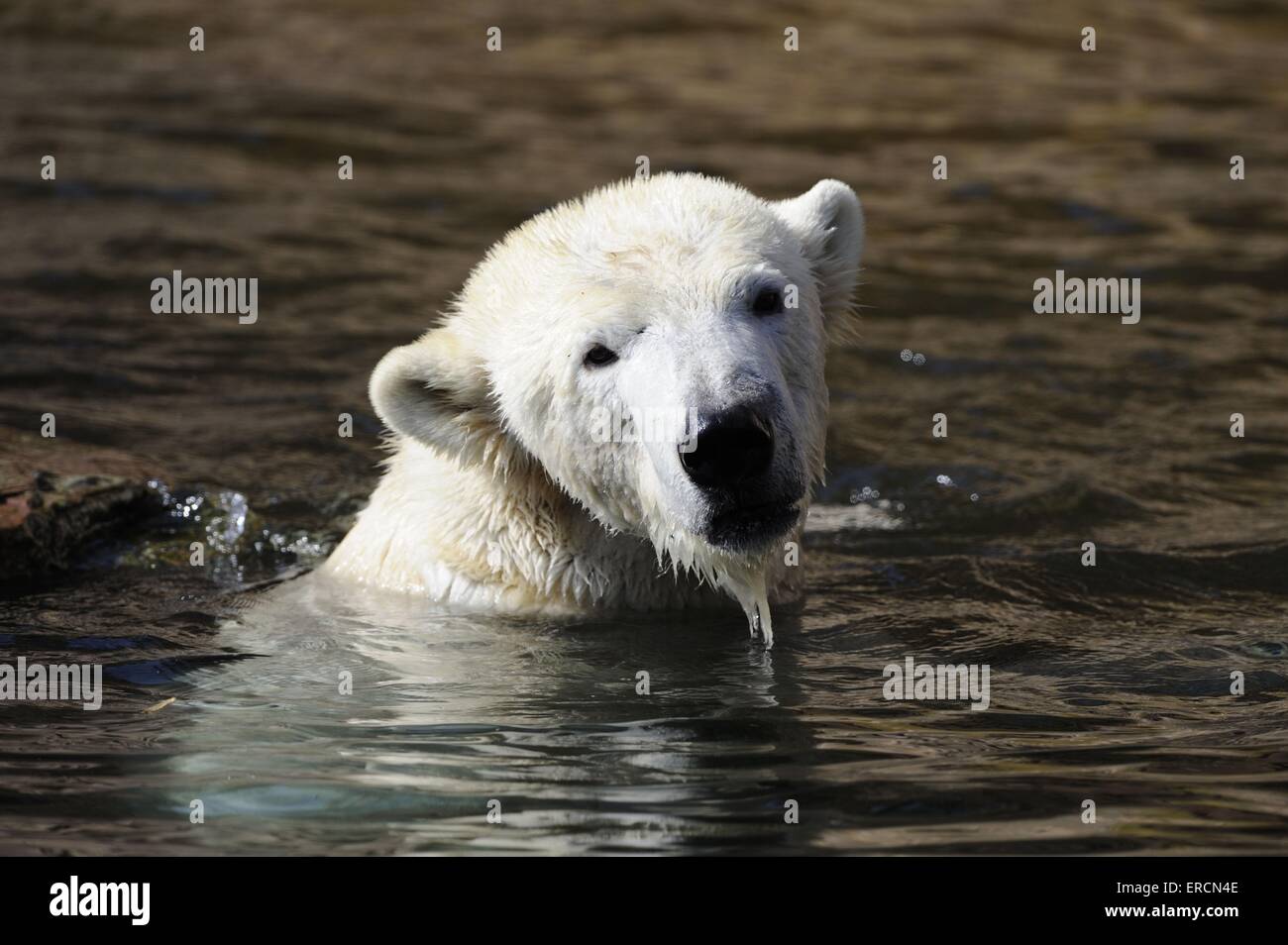 Orsi d'acqua orso marino immagini e fotografie stock ad alta ...