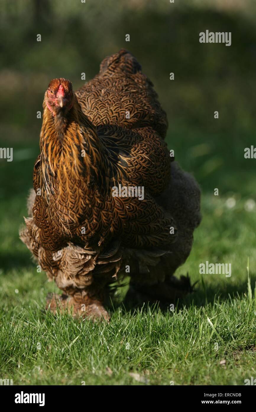Brahma chicken immagini e fotografie stock ad alta risoluzione - Alamy