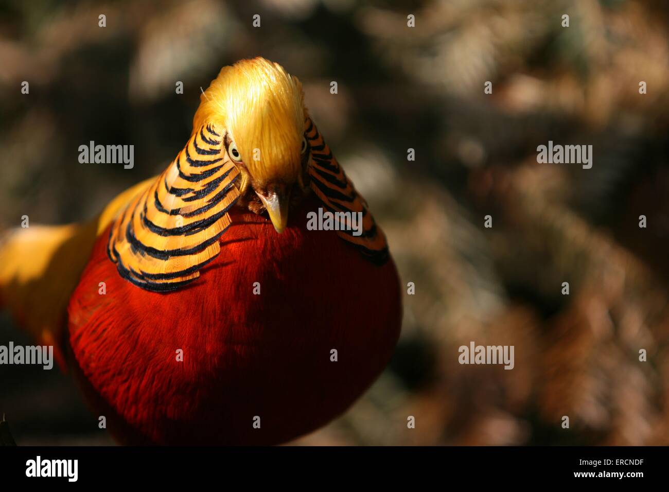 Fagiano dorato fagiano cinese chrysolophus pictus immagini e fotografie ...