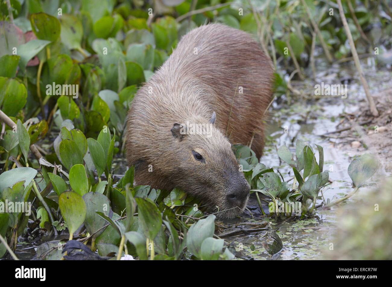 Capibara bagnata immagini e fotografie stock ad alta risoluzione - Alamy