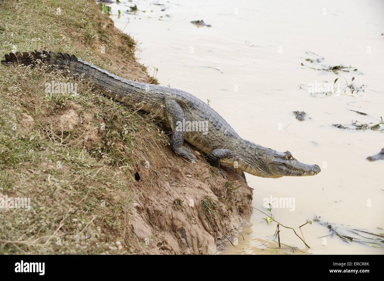 Caimano paraguaiano immagini e fotografie stock ad alta risoluzione - Alamy
