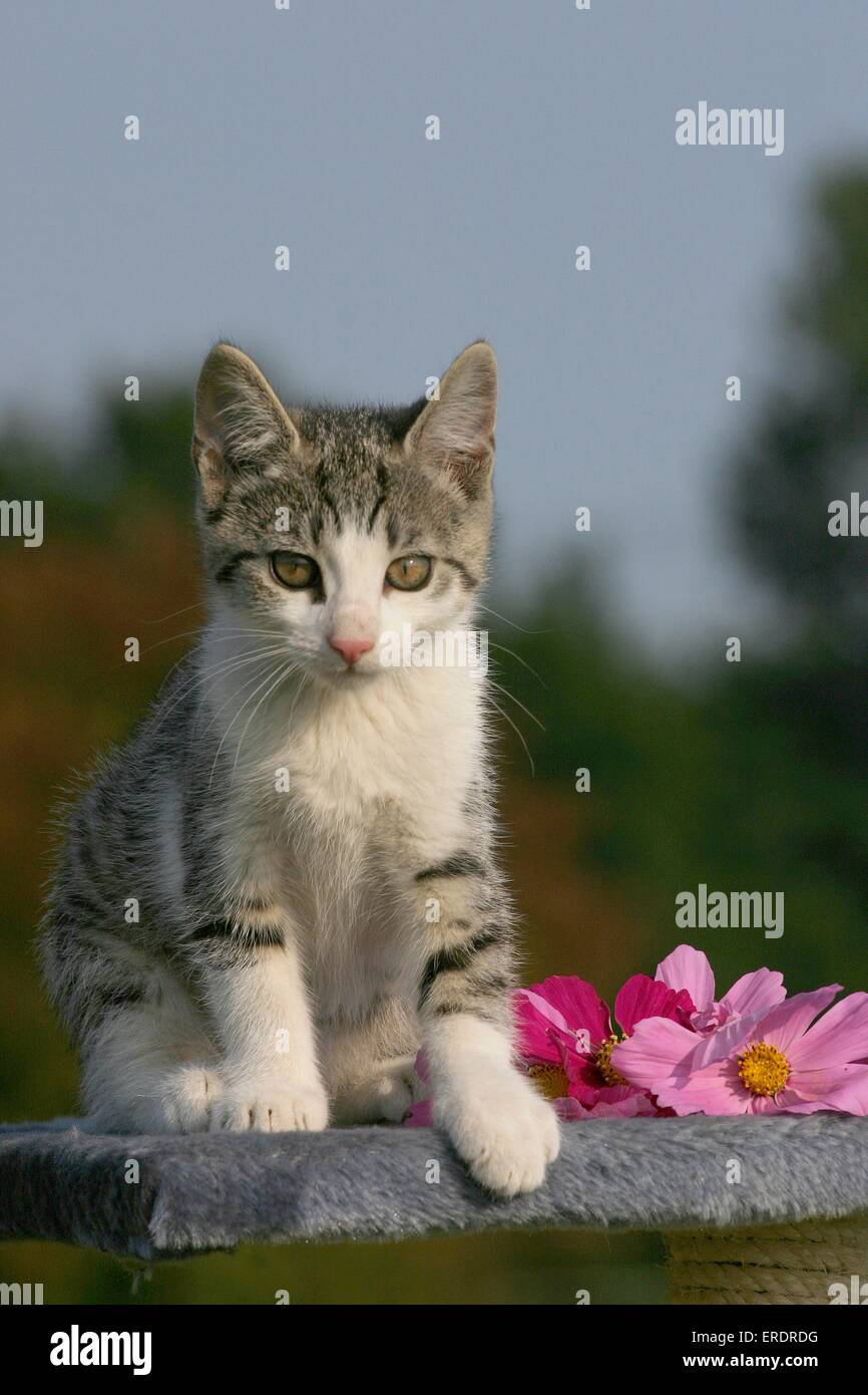 Gatto pezzato immagini e fotografie stock ad alta risoluzione - Alamy