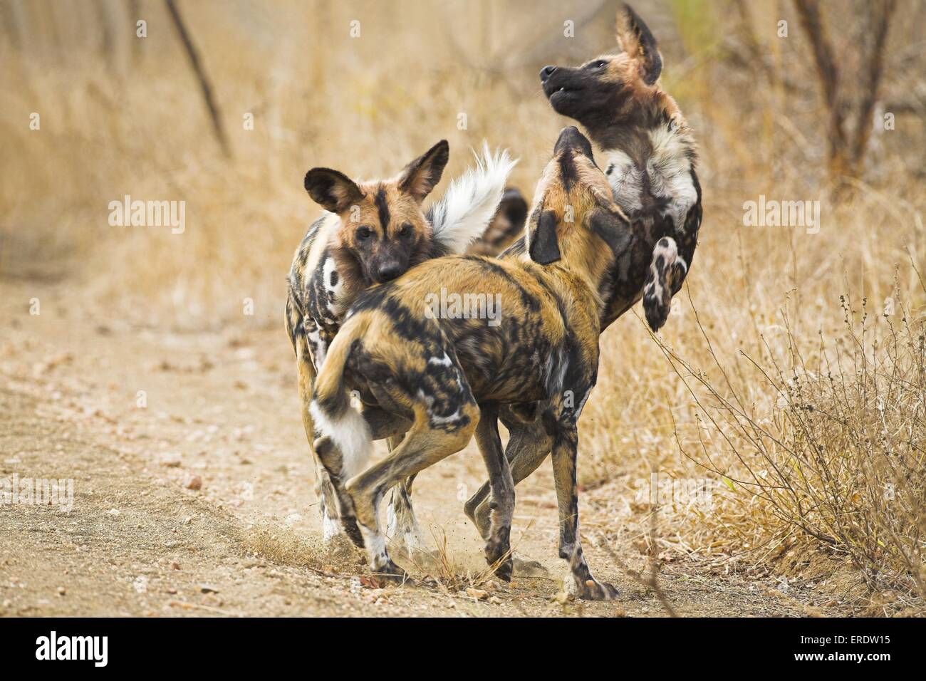 African hunting dog immagini e fotografie stock ad alta risoluzione - Alamy