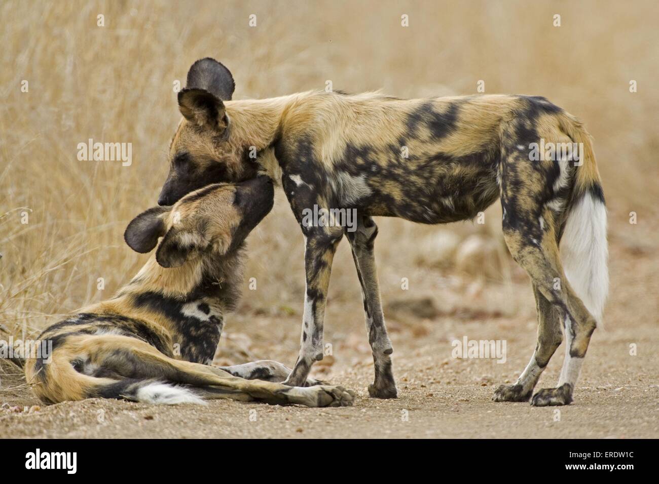 African hunting dog immagini e fotografie stock ad alta risoluzione - Alamy