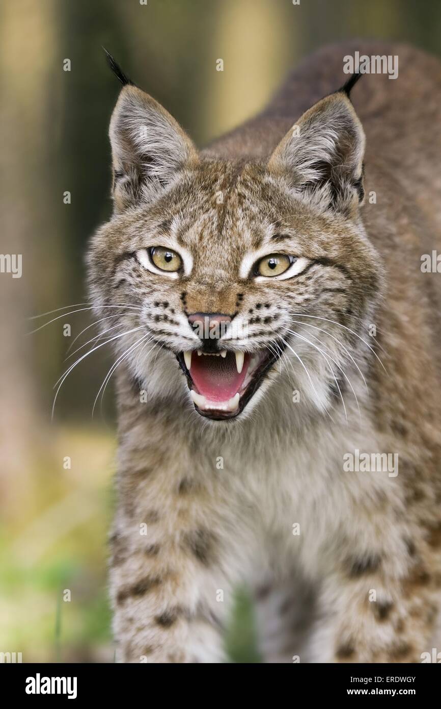 Lince europea immagini e fotografie stock ad alta risoluzione - Alamy