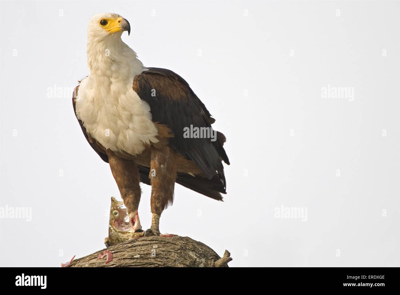 Pesce aquila pescatrice africana immagini e fotografie stock ad alta ...