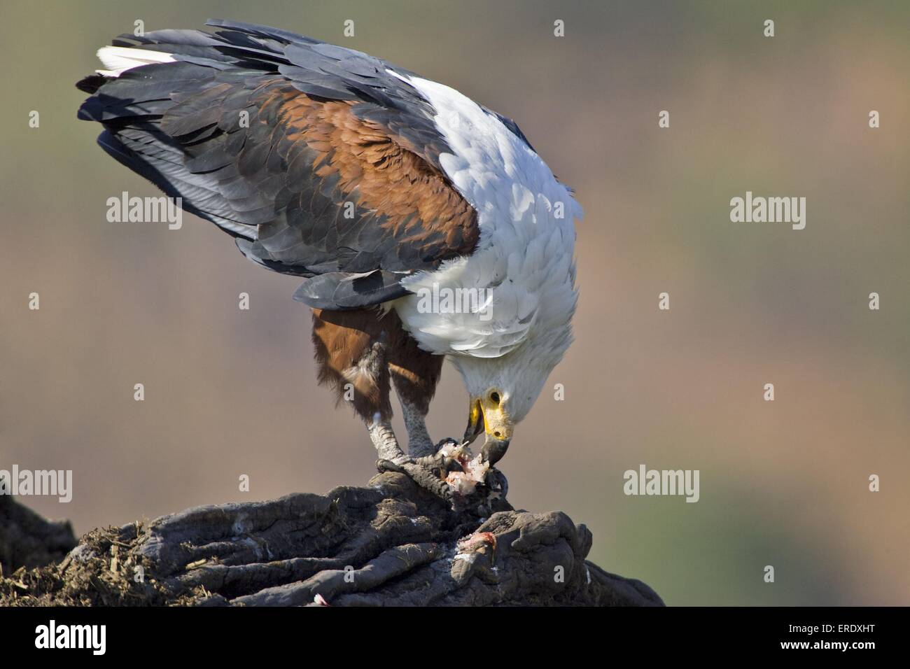 Pesce aquila pescatrice africana immagini e fotografie stock ad alta ...