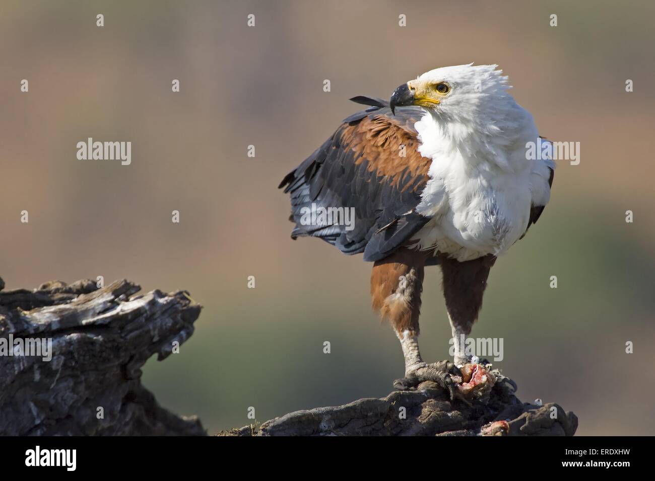 Pesce aquila pescatrice africana immagini e fotografie stock ad alta ...