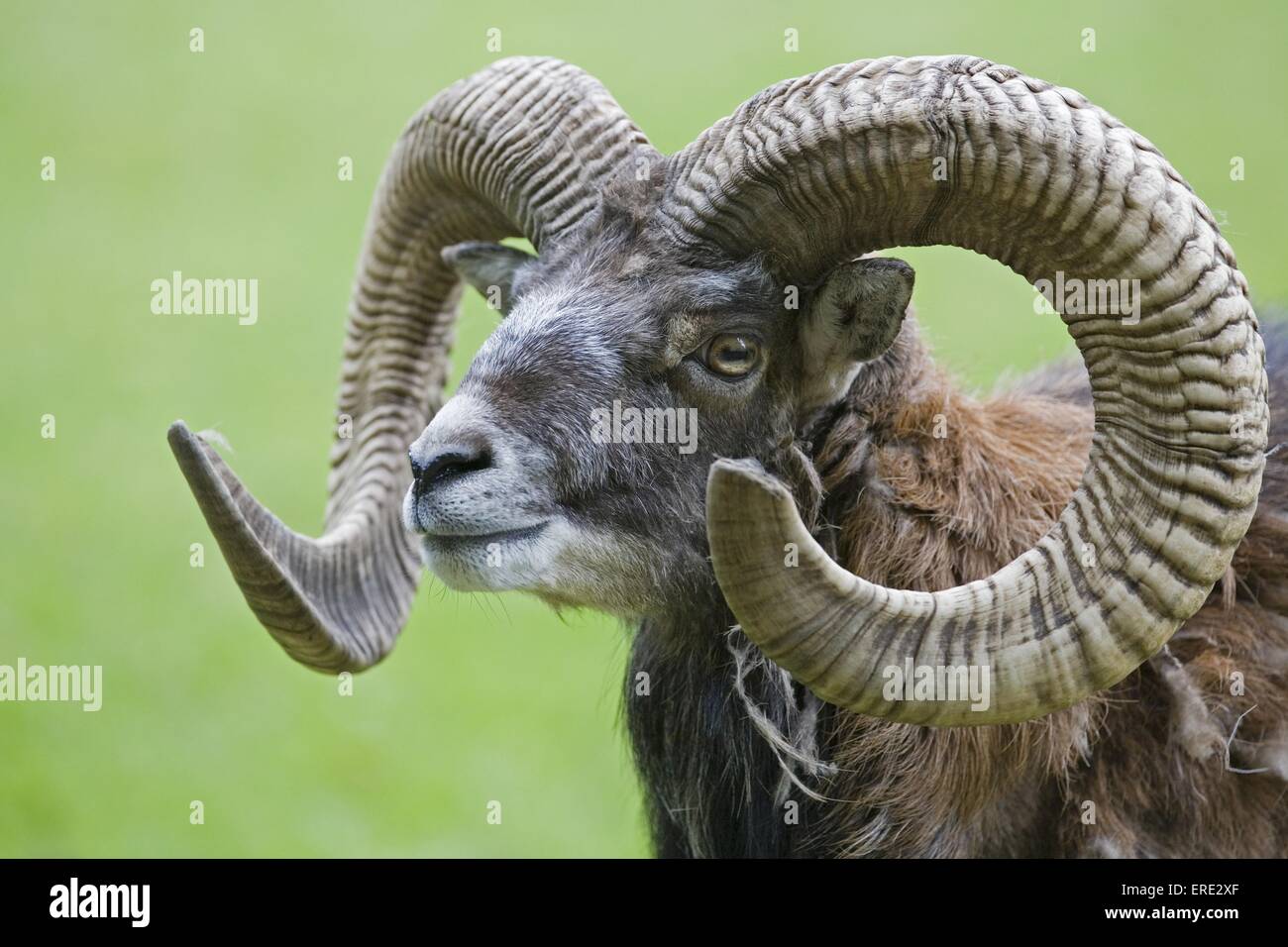 Muflone ovis ammon immagini e fotografie stock ad alta risoluzione - Alamy