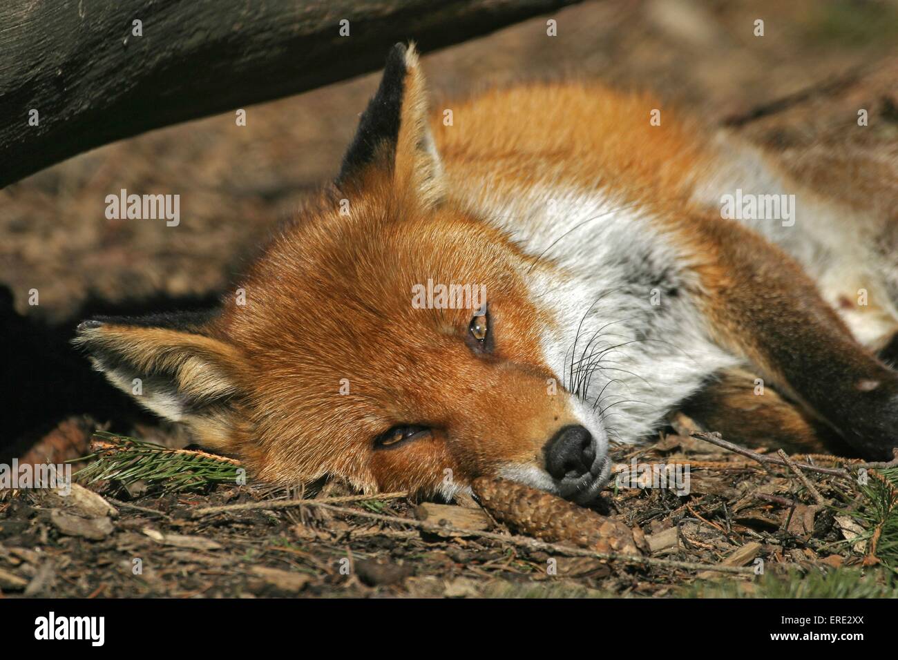 Zoo di volpe rossa immagini e fotografie stock ad alta risoluzione - Alamy