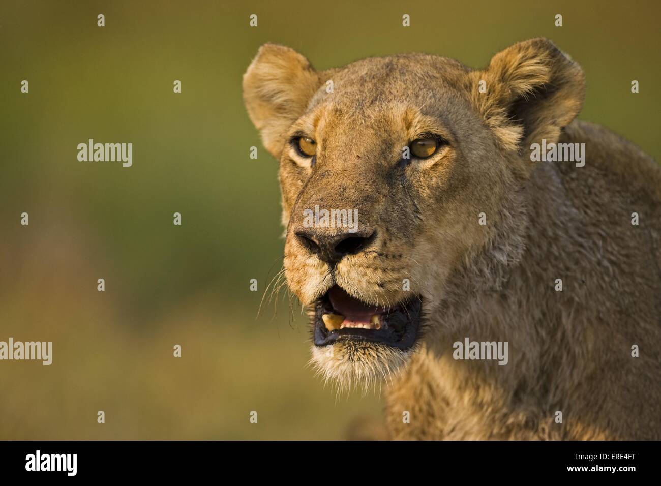 Predatore leonessa leone preda botswana immagini e fotografie stock ad ...