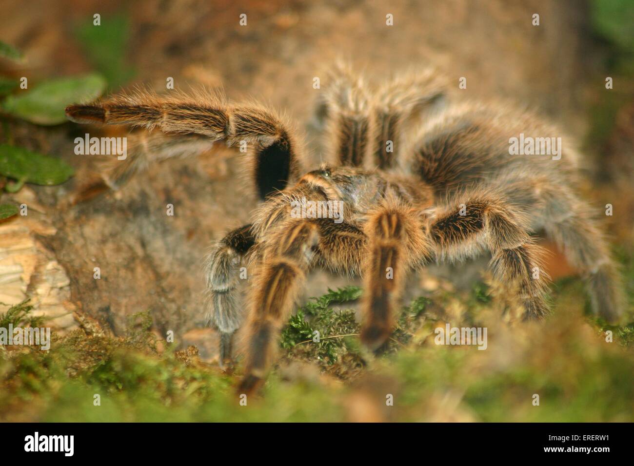 Tarantola birdeater immagini e fotografie stock ad alta risoluzione - Alamy