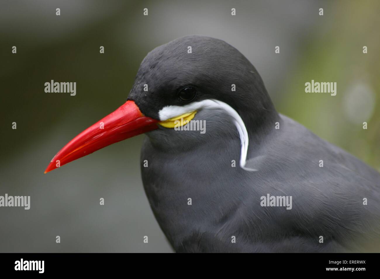 Inca sterna larosterna inca immagini e fotografie stock ad alta ...