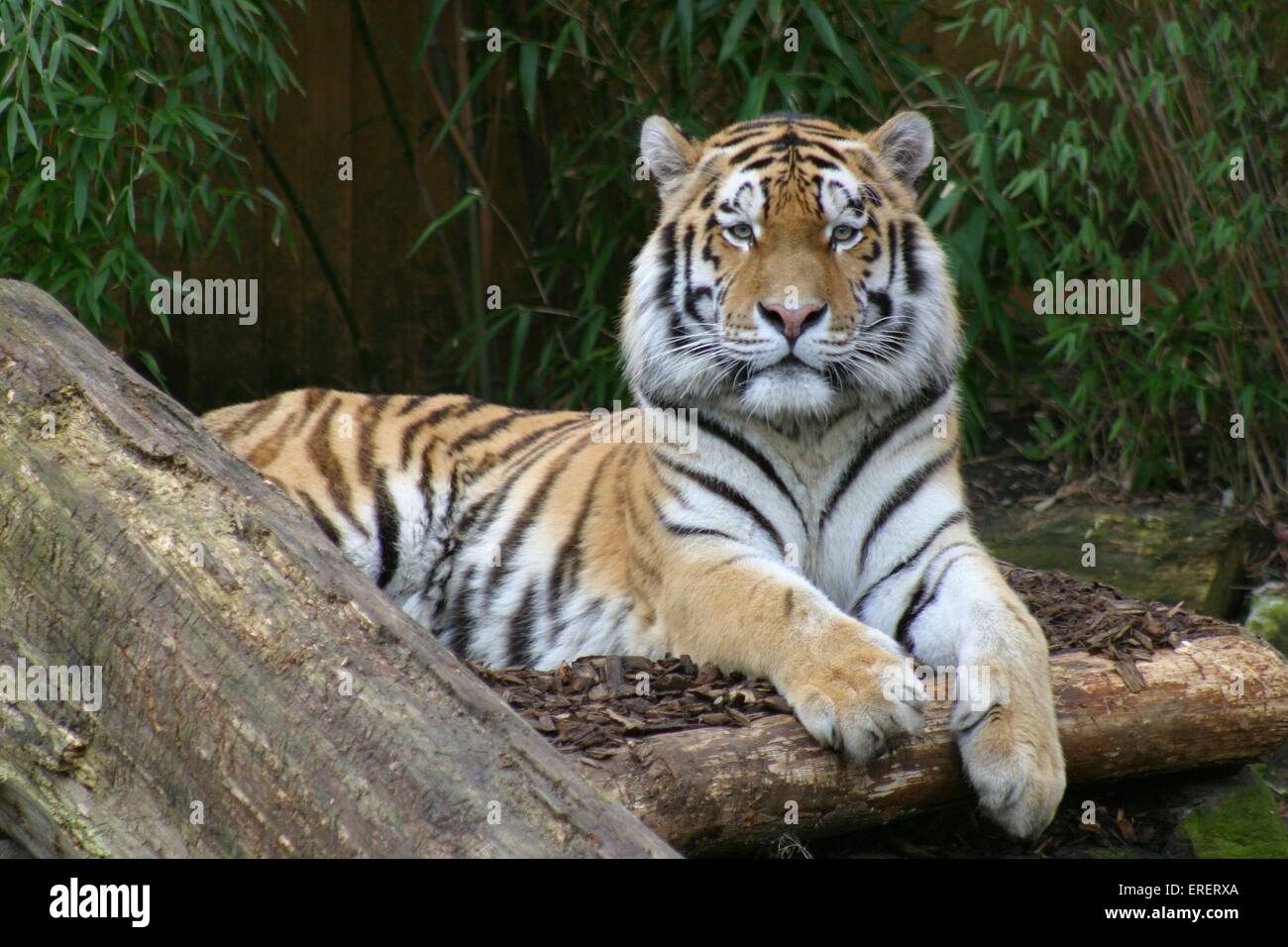 Una tigre dell'amur allo zoo immagini e fotografie stock ad alta ...