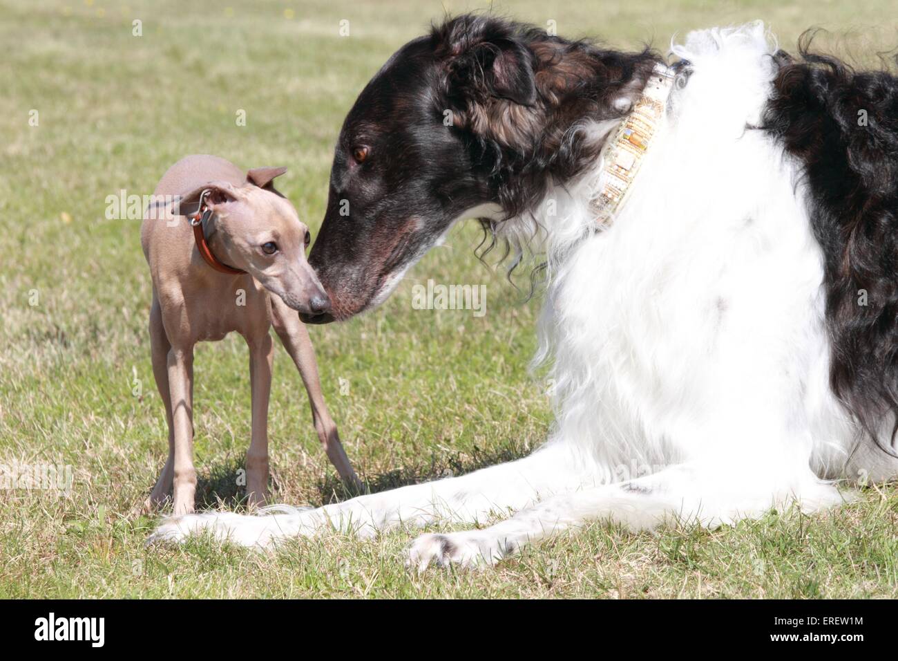 Levriero a pelo lungo immagini e fotografie stock ad alta risoluzione ...